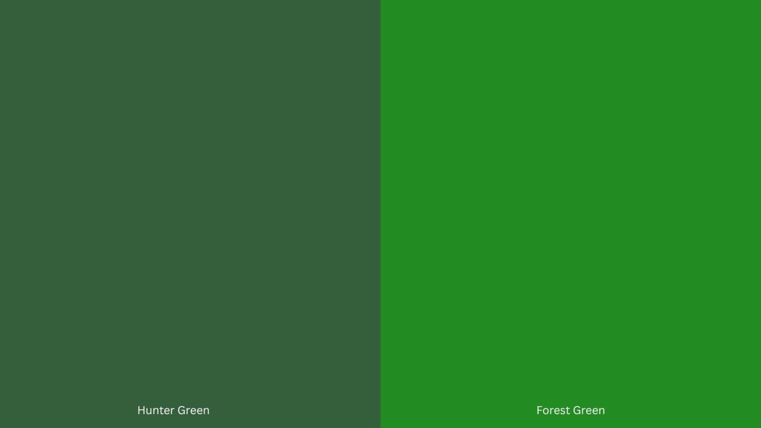 Hunter Green vs Forest Green: What’s the Difference - Home Briefings